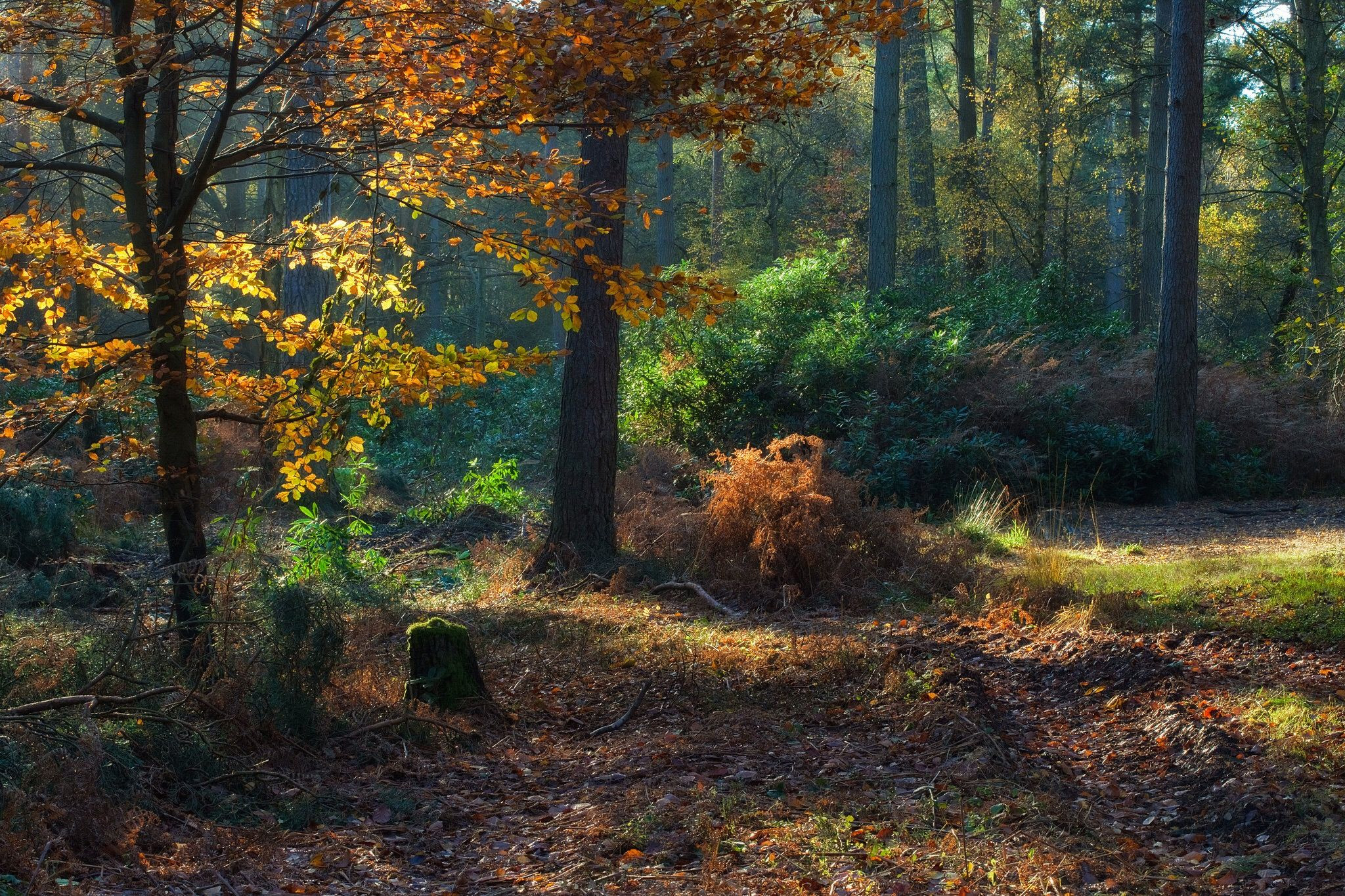 Falling into Autumn - Wilderness Expertise